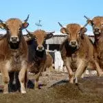 Обрак порода корів: опис і характеристика, правила утримання 5635_8