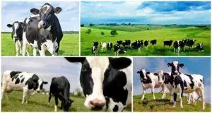 Опис и карактеристики на црни-Motley раса крави, правила за содржина