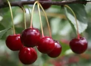 ລາຍລະອຽດຂອງ cherry sania ແລະຄຸນລັກສະນະຂອງຕົ້ນໄມ້ແລະຫມາກໄມ້, ການຂະຫຍາຍຕົວແລະການດູແລ