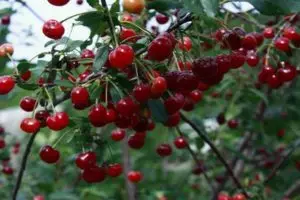 Paglalarawan ng paglalarawan ng mga pinakamahusay na varieties ng Siberian cherries, landing at pag-aalaga sa bukas na lupa