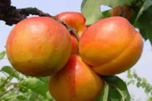 ការពិពណ៌នាអំពីភាពខុសគ្នានៃ apricots Goldrich និងការបារម្ភនៃការកើនឡើង