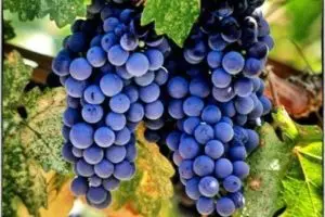 Opis grožđa španjolskog kontejnera grožđa, karakteristike prinosa i otpornost na mraz