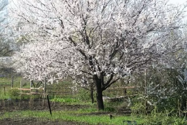 Forår Blossom.