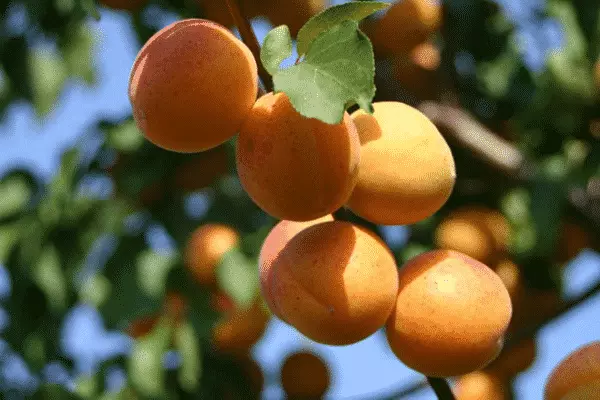 סקייענען אַריבער