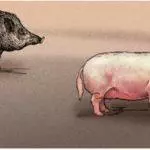 Pig na boar: Ndịrịta iche n'ọdịdị na anụmanụ 5643_3