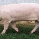 Schwein und Eber: Unterschiede im Erscheinungsbild und dem Tierverhalten 5643_4