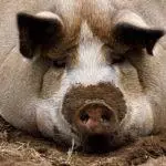 Lợn và heo rừng: sự khác biệt về sự xuất hiện và hành vi động vật 5643_5