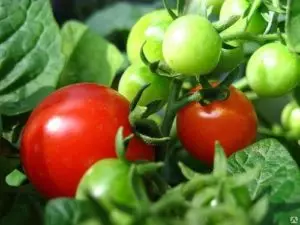 Karakteriza kaj priskribo de tomato boni mm variaĵoj, ĝia rendimento