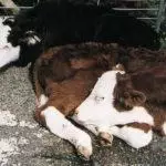 Salmonellosi dei vitelli: sintomi e trattamento, l'uso del siero polivalente 5650_3