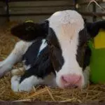 Salmonellosi dei vitelli: sintomi e trattamento, l'uso del siero polivalente 5650_4
