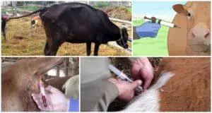 Nguyên nhân gây nhiễm trùng và triệu chứng của bệnh sinh vật học trong gia súc, phương pháp điều trị và phòng ngừa