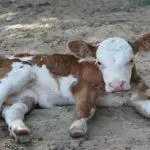 Salmonellosis anak lembu: Gejala dan rawatan, penggunaan serum polyvalent 5650_7