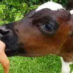 Salmonellosis anak lembu: Gejala dan rawatan, penggunaan serum polyvalent 5650_8