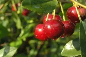 Opis i karakteristike trešnje sorti Malinovka, najbolje regije za rast