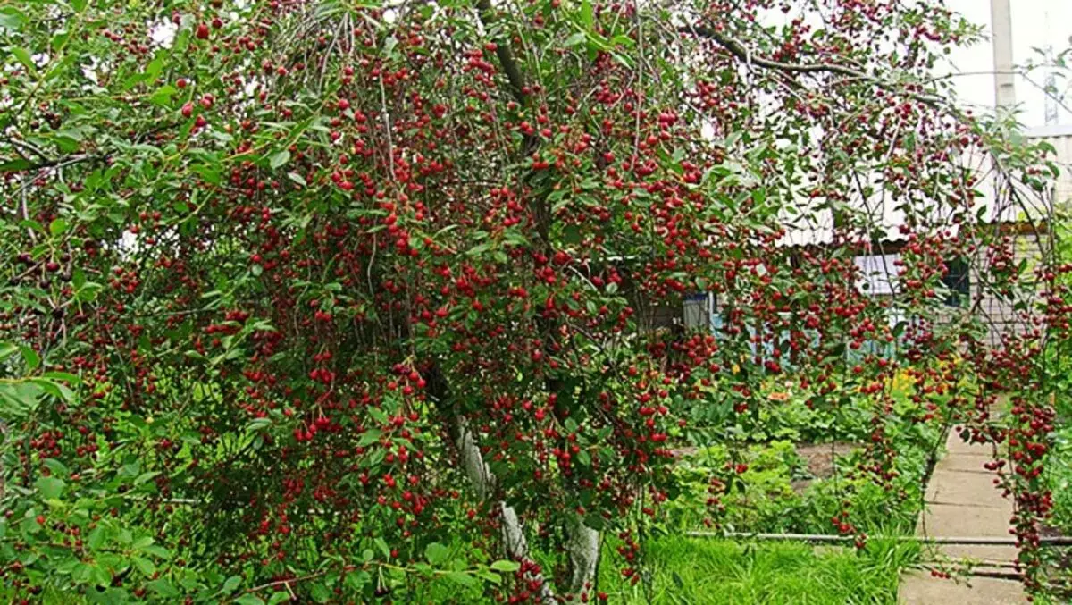 Cherry Phorel