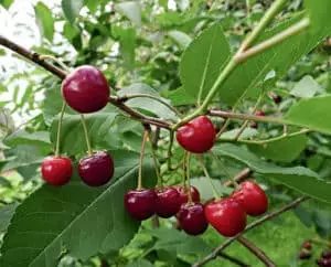 Paglalarawan ng Cherry Variety dessert Frost, ani ng mga katangian at pollinator
