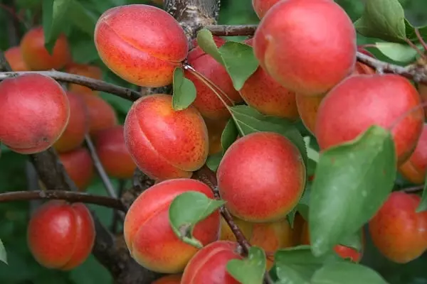 Apricot Snegareg