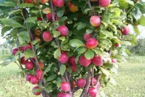 Descrierea hibridului cu gustul de prune și de caise Sharan, caracteristici și caracteristici