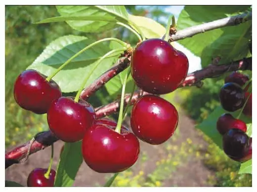 Cherry Apukhtinskaya: Deskripsi varietas dan karakteristik, peraturan pendaratan dan perawatan