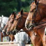 FOEDING FOAR HORSES: Hokker mineralen en vitaminen en hoe te jaan 5658_3