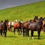 Kŕmenie koní: Aké minerály a vitamíny a ako dať 5658_5