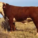 Ottav CRS：2种类型以及有必要选择小牛的力量 5659_9