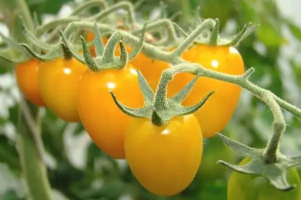 Geltonieji pomidorai