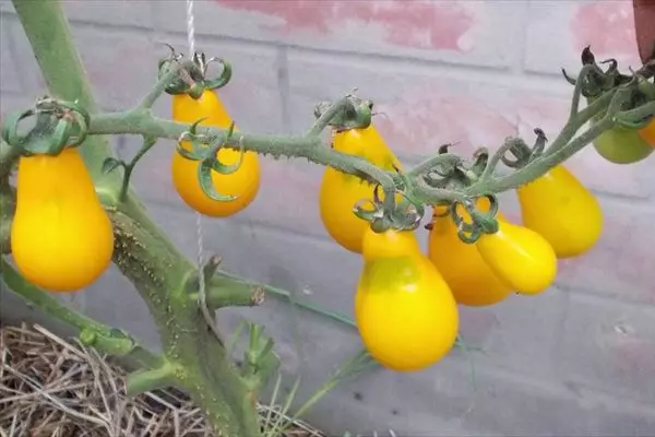 Kollased tomatid