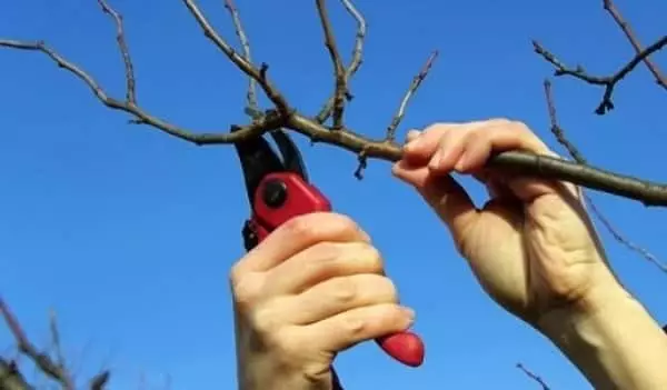 Pruning apríkósur