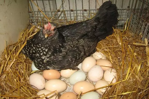 piščanca z jajci