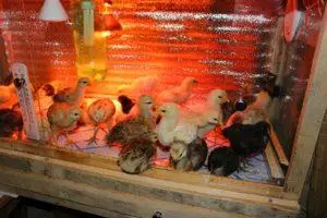 Optimaalsed temperatuuri väärtused igapäevase kanade kasvatamiseks