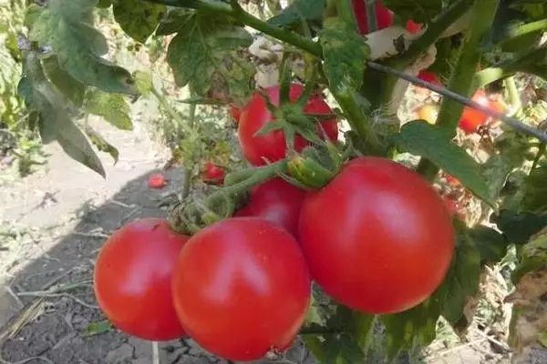 Tomatoes Zinulia