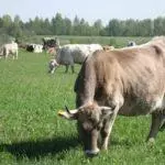 Кострома пасмина крава: Опис и карактеристике, услови садржаја 5666_1
