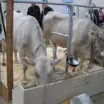 奶牛的威氏品種：描述和特徵，內容條件 5666_10
