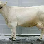 Кострома пасмина крава: Опис и карактеристике, услови садржаја 5666_2