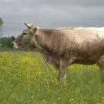 Kostroma Raça de vaques: Descripció i característiques, condicions de contingut 5666_3