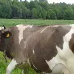Kostroma Raça de vaques: Descripció i característiques, condicions de contingut 5666_4