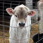 奶牛的威氏品种：描述和特征，内容条件 5666_5