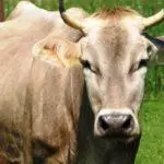 Kostroma Raça de vaques: Descripció i característiques, condicions de contingut 5666_6
