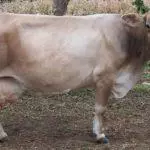 奶牛的威氏品種：描述和特徵，內容條件 5666_9