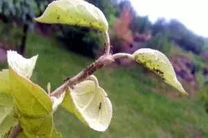 Milyen kémiai és népi gyógymódok permetezik az almafákat, hogy megszabaduljanak a hangyáktól