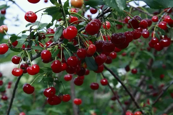 Berries tayari