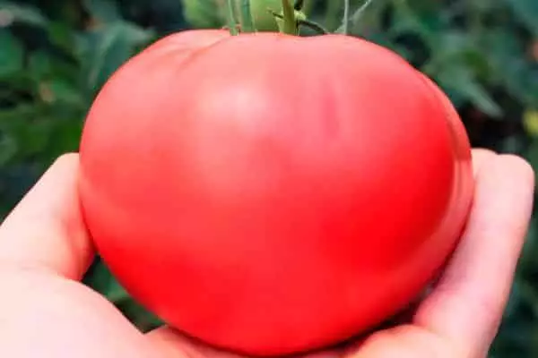 Slatkoća malina rajčice