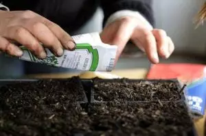 Quina és la vida útil de les llavors de tomàquet i quants anys salvar la germinació?