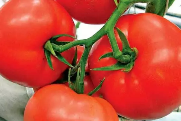 Punased tomatid