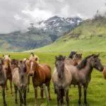 Боздо канча жылкылар: жеке адамдардын жана мазмундун өзгөчөлүктөрүнүн саны 5674_7