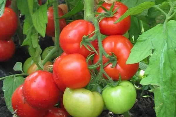 Pomidorai ant grobio