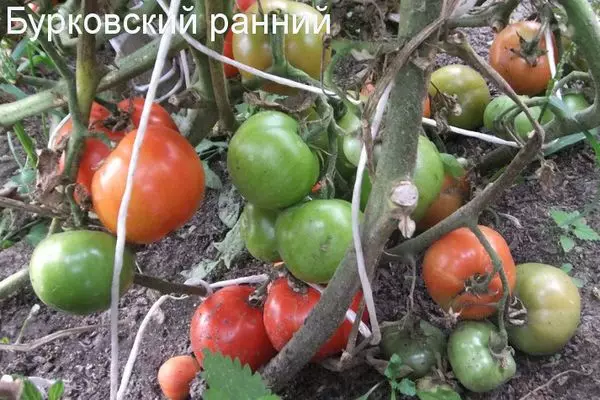 Kasvavad tomatid
