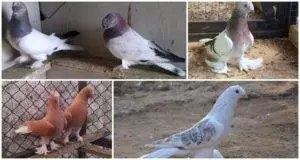 Beschrijving van Turkse duiven en topgras Masi, hun fokkerij en inhoud