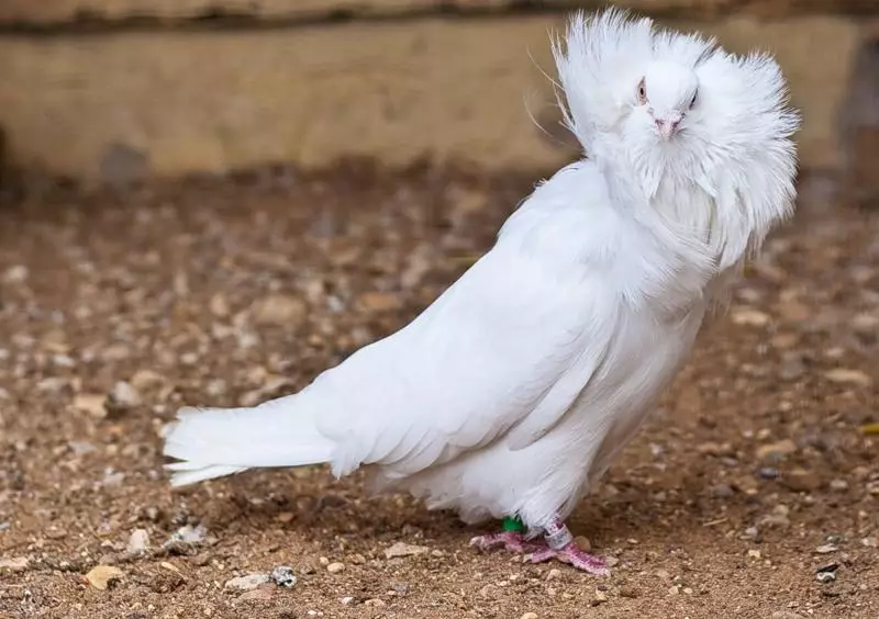 Jacobin Pigeon